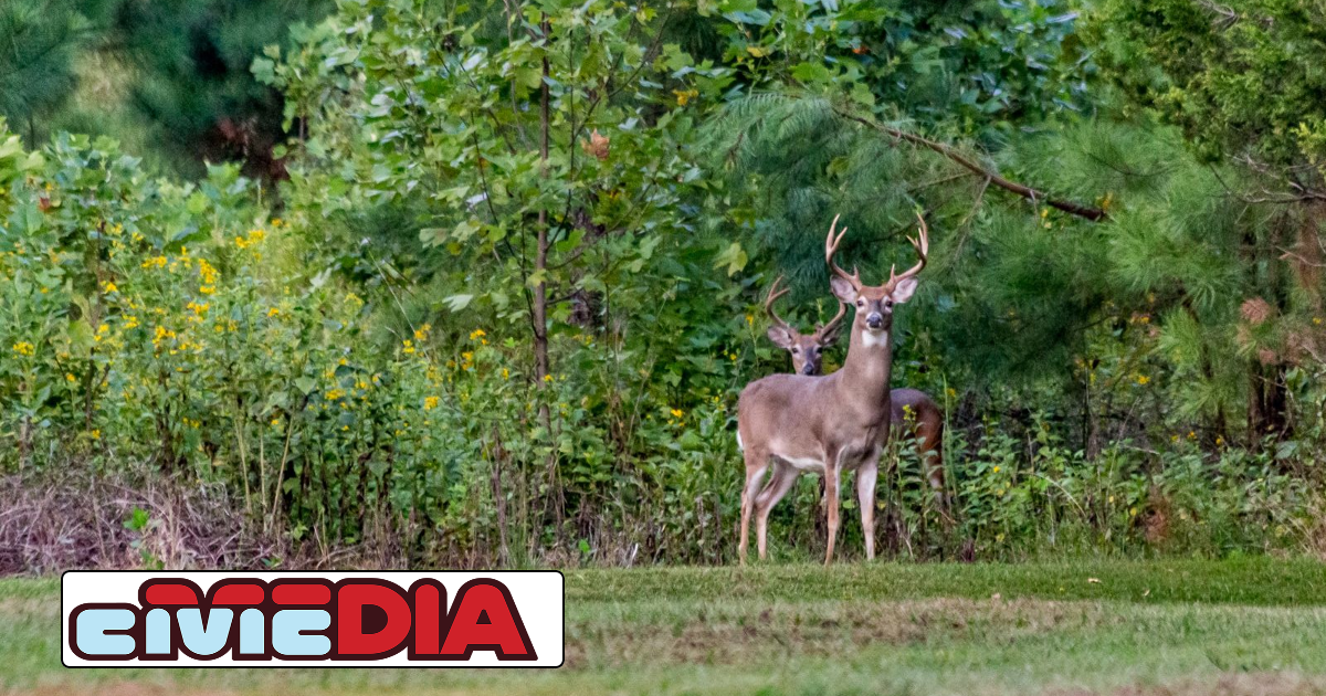 DNR Confirms CWD In Wild Deer In Manitowoc County