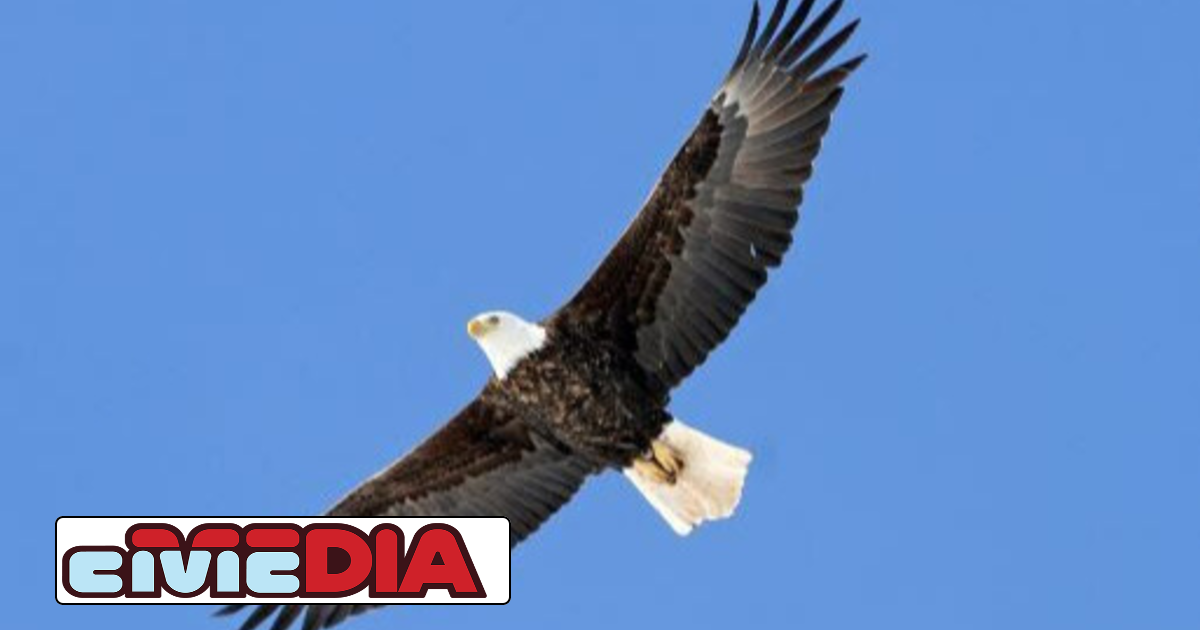 DNR Offers Massive Rebate On Endangered Resources License Plates