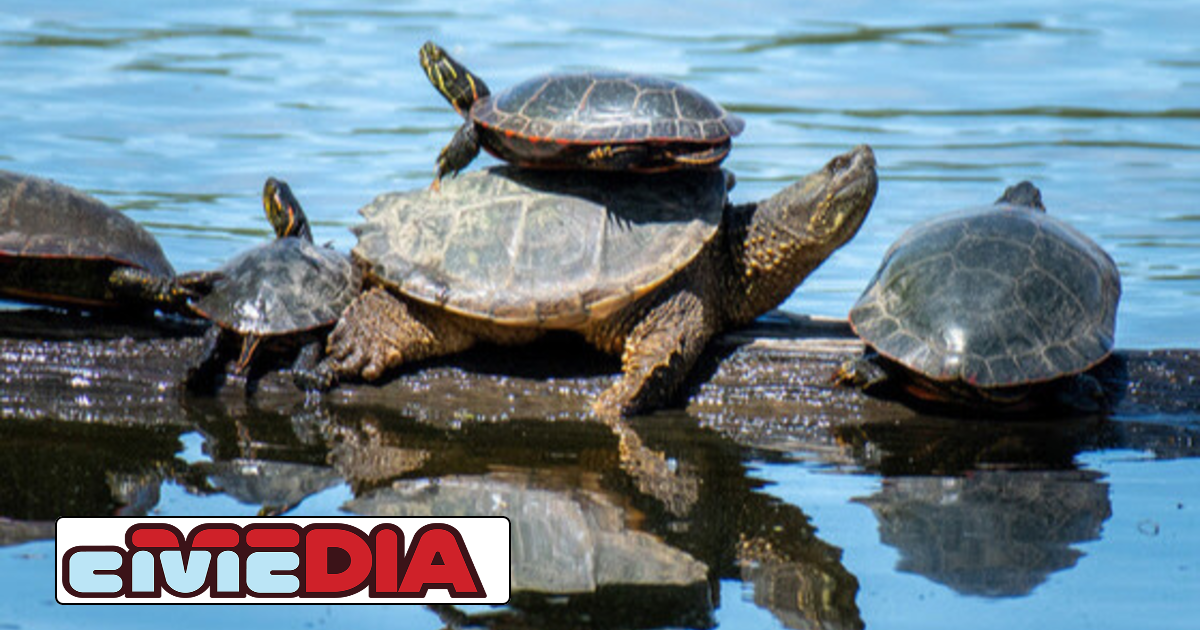 Help Protect Turtles During Nesting Season