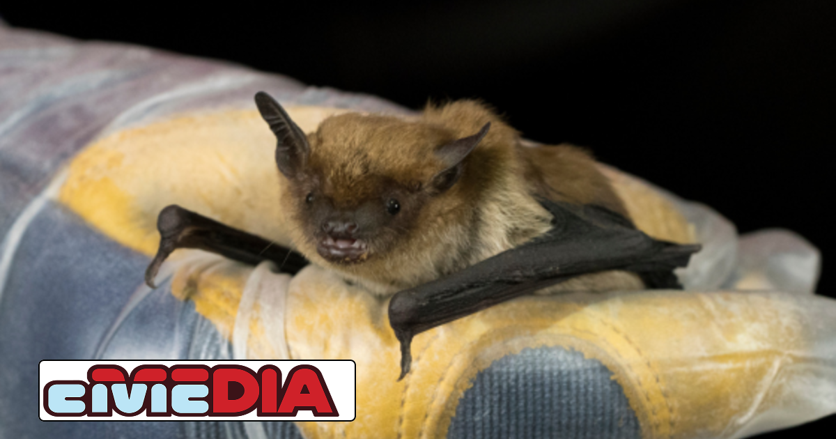 Wisconsin DNR says "Help the bats!" - Civic Media