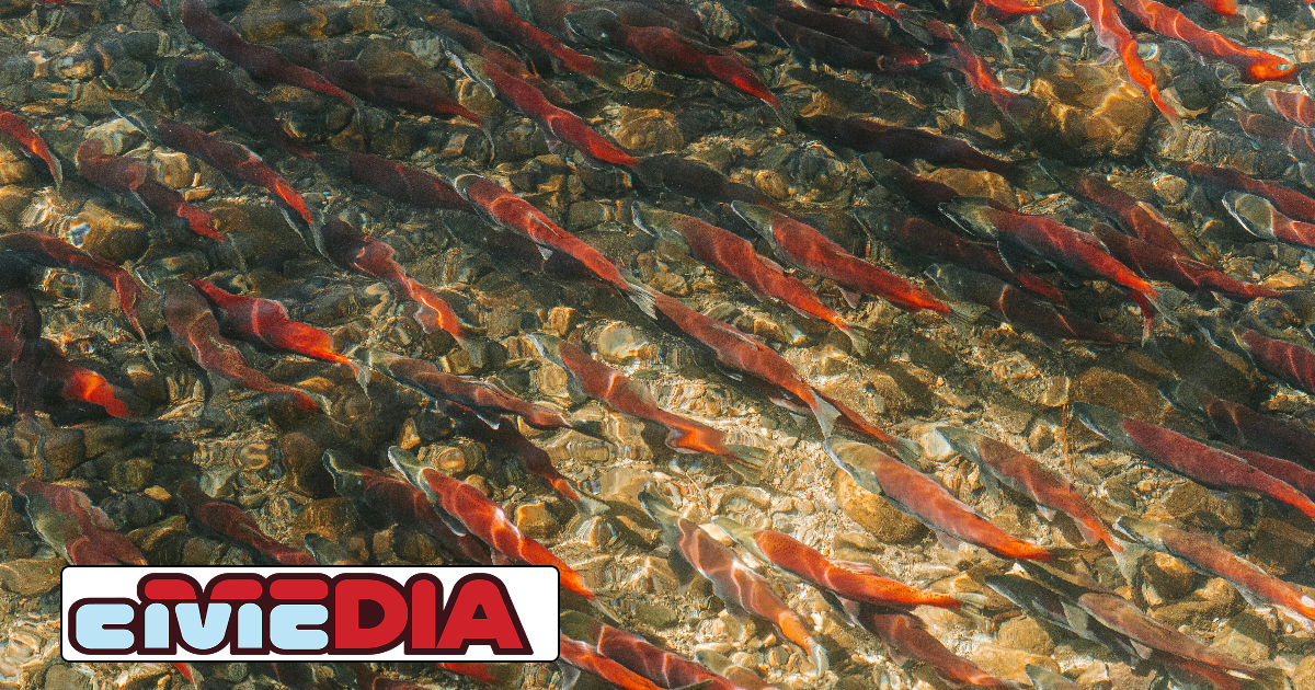 Wild Rose Fish Hatchery Open House to Celebrate Salmon Spawn