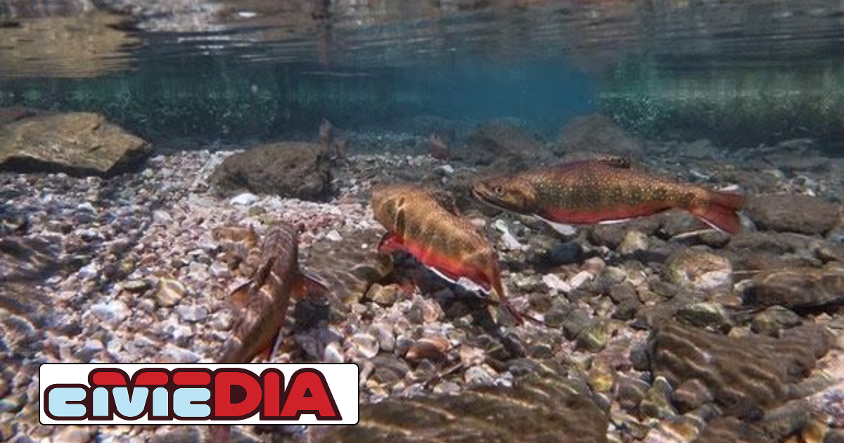 Wisconsin DNR Launches Brook Trout Reserves Conservation Effort - Civic ...