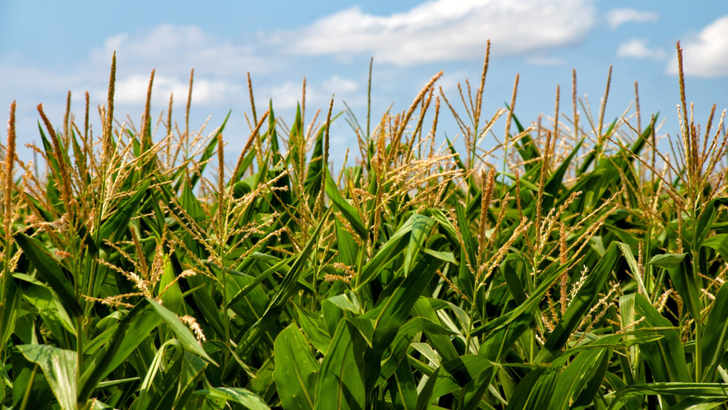 Family farmers call for tougher CAFO regulations in Farm Bill - Civic Media