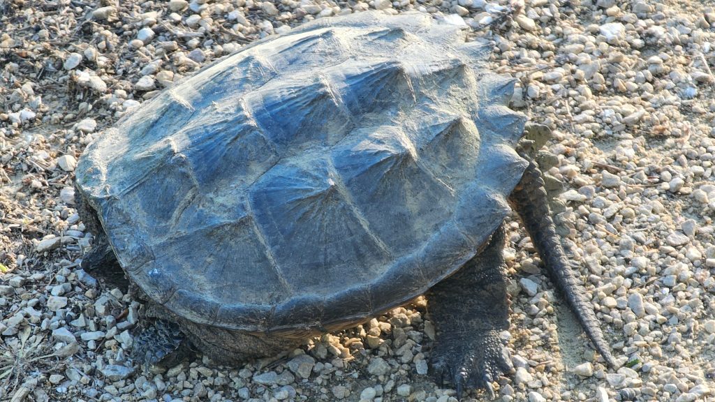 Help Protect Turtles During Nesting Season - Civic Media