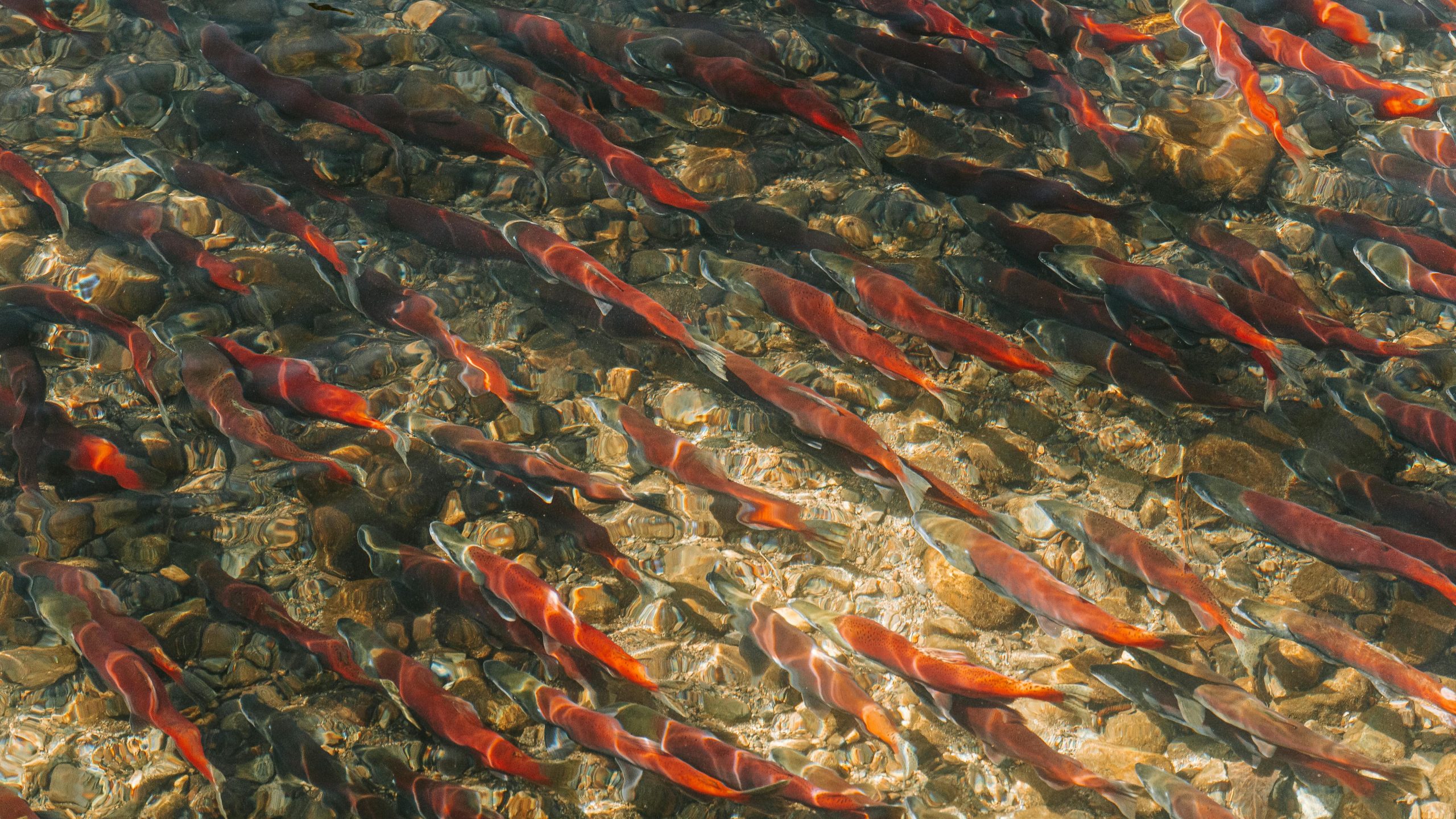 Wild Rose Fish Hatchery Open House to Celebrate Salmon Spawn - Civic Media