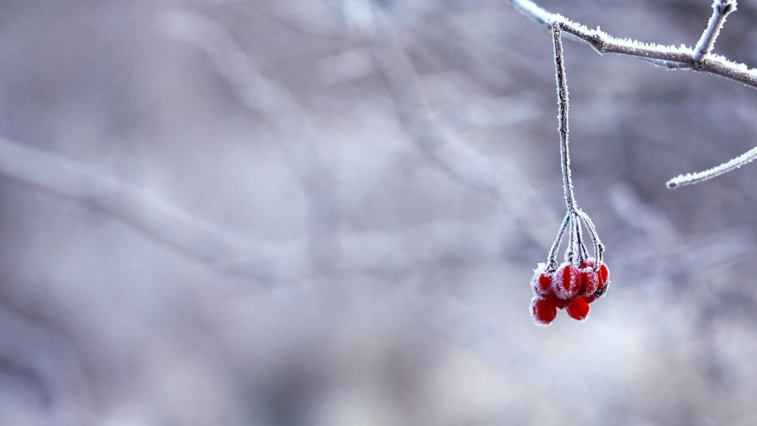 Cranberry Harvest: The Bitter Truth About The Cold - Civic Media
