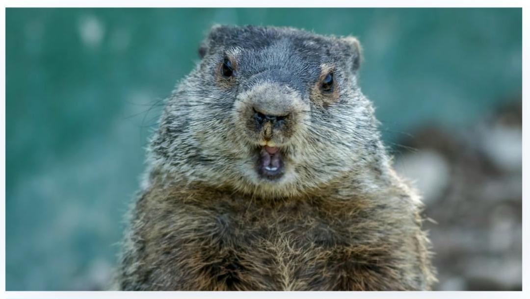 Just in Time for Groundhog Day: A Look at the Film’s Timeless Charm ...