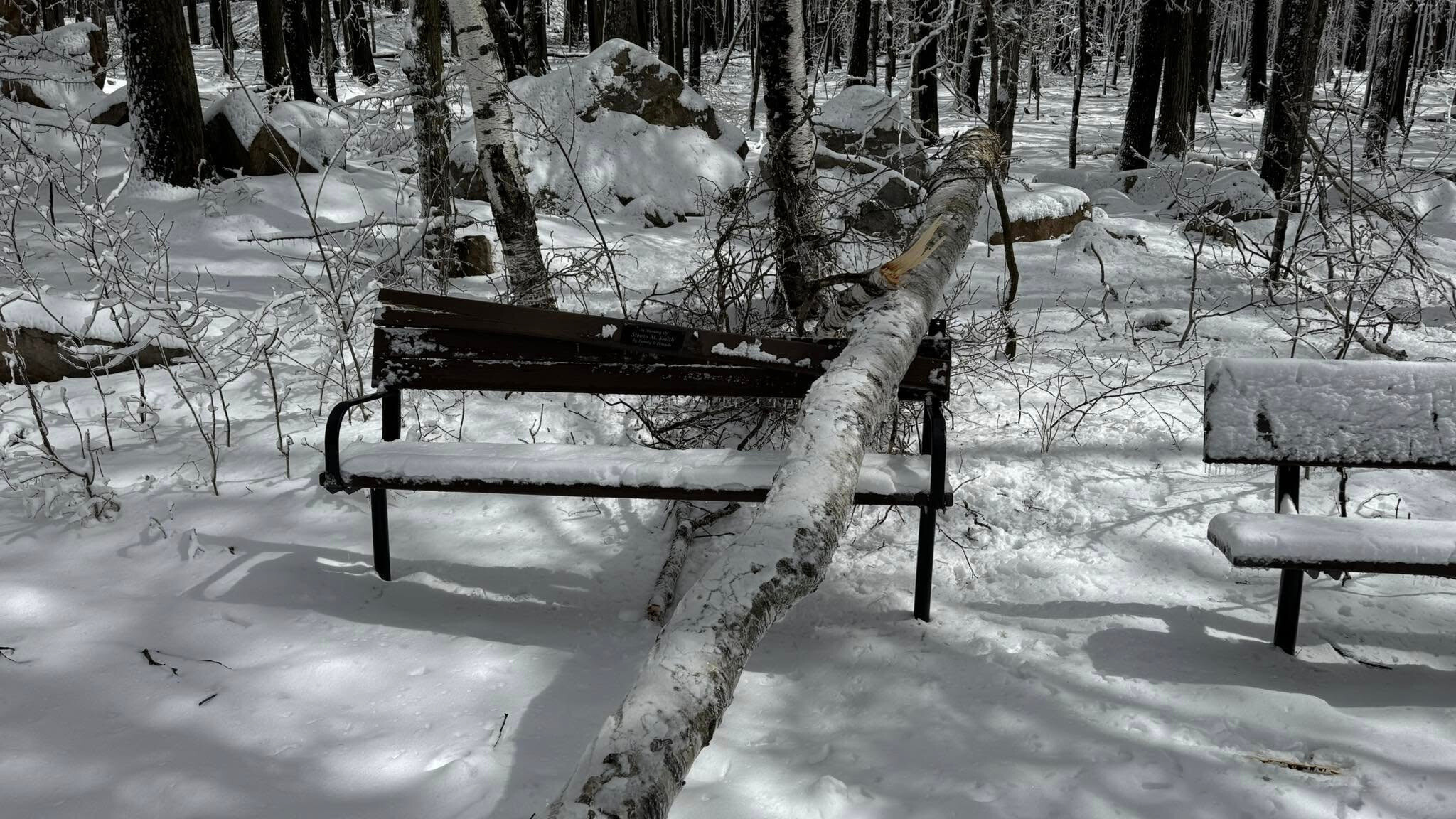 Trees Tumble on Rib Mountain State Park and Granite Peak Ski Hill ...