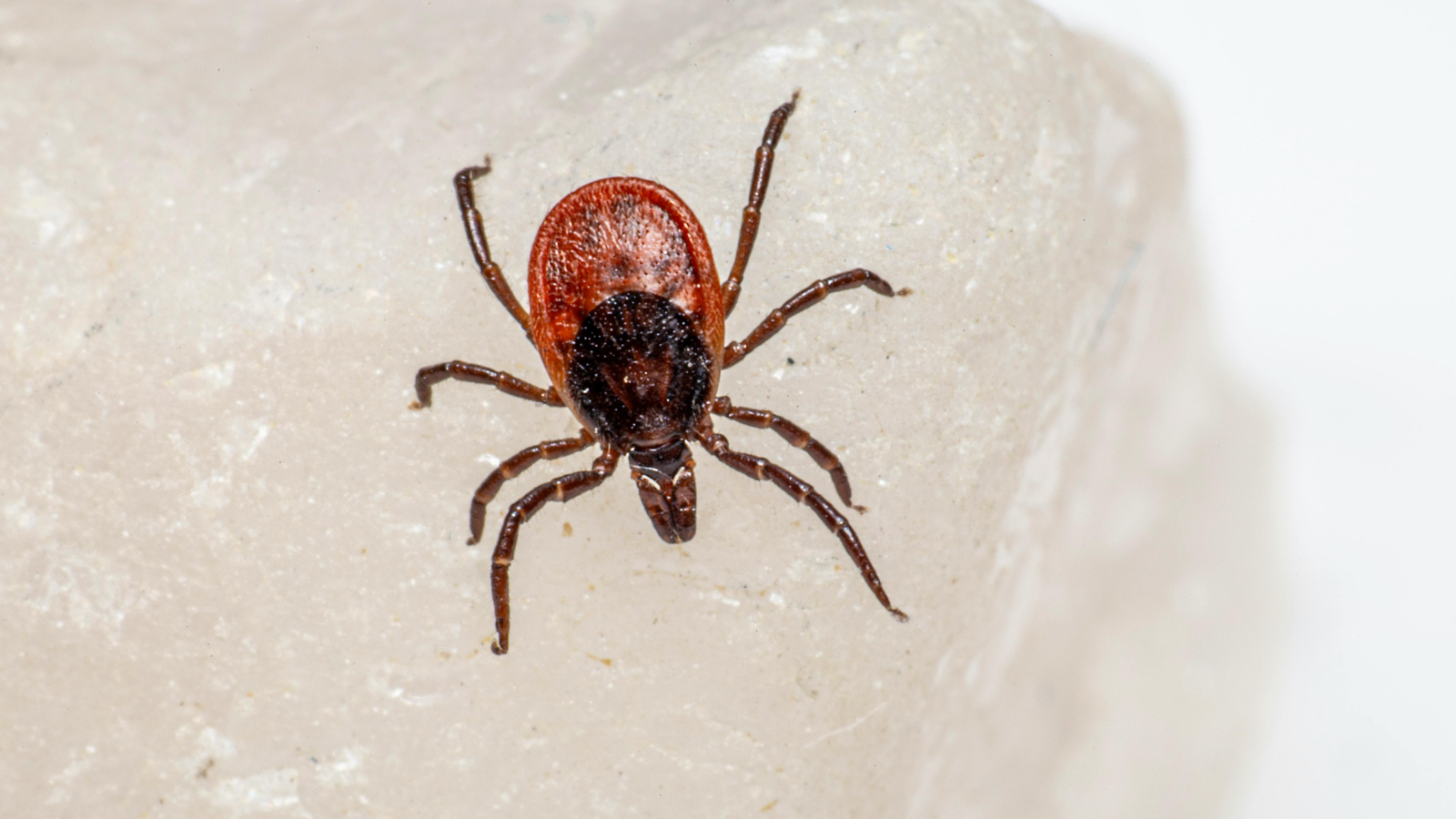 Experts warn residents of ticks that cause red meat allergy - Civic Media