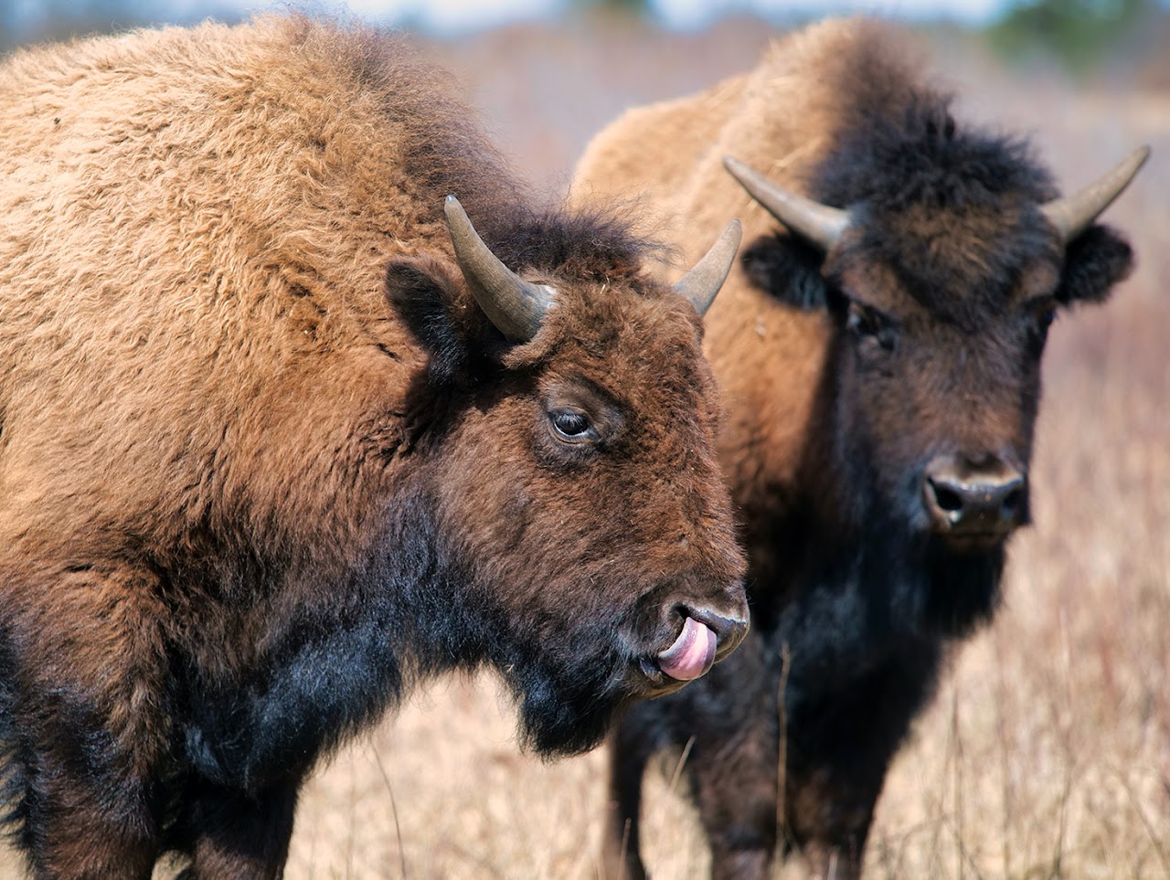 Friends of Sandhill Wildlife Area - WFHR - Wisconsin Rapids