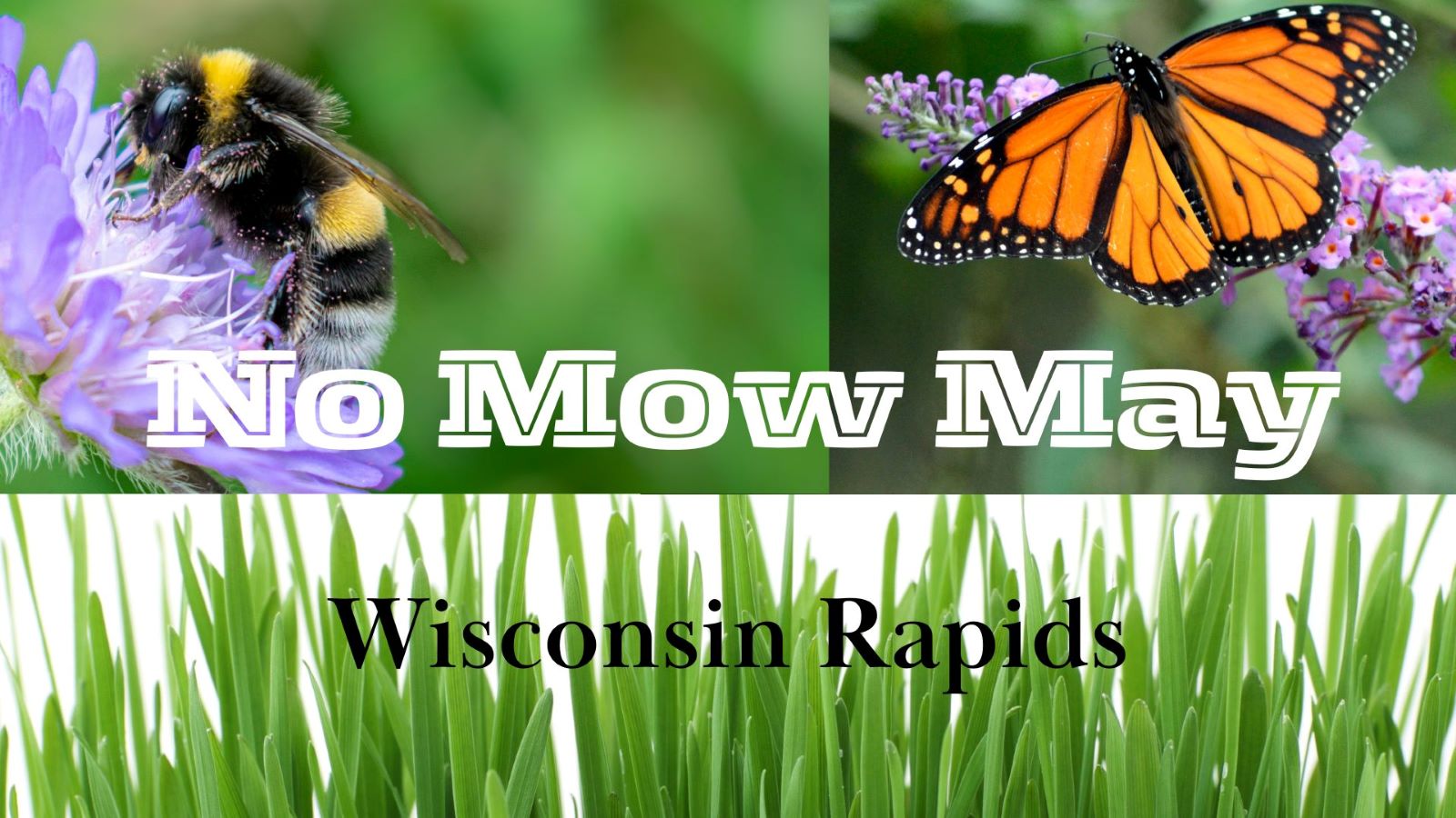 No Mow May in Wisconsin Rapids - WFHR - Wisconsin Rapids