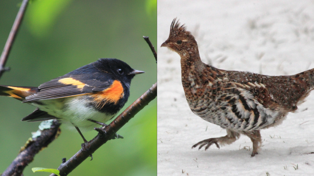 The Wisconsin Center for Wildlife Sets Forestry for Birds Events ...