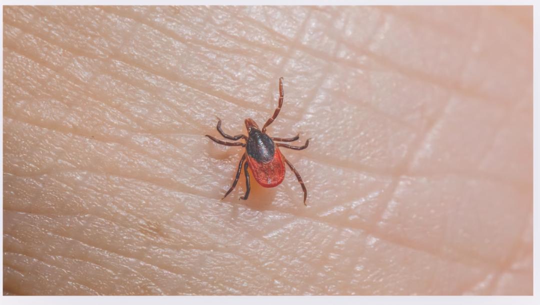 New Tick Species Raising Red Flags in Wisconsin this Summer - Civic Media