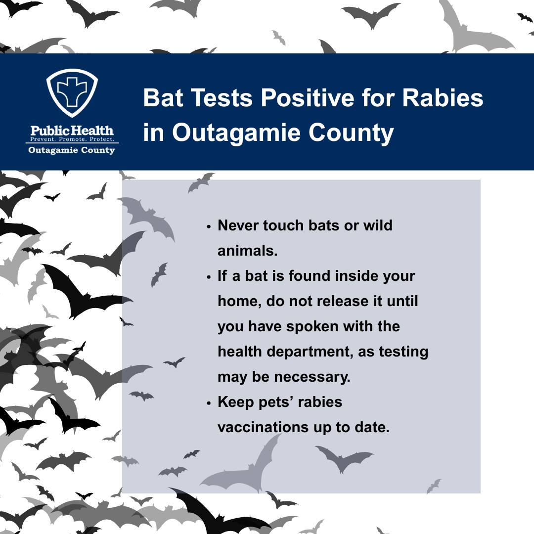 Bat Tests Positive for Rabies in Outagamie County - Civic Media