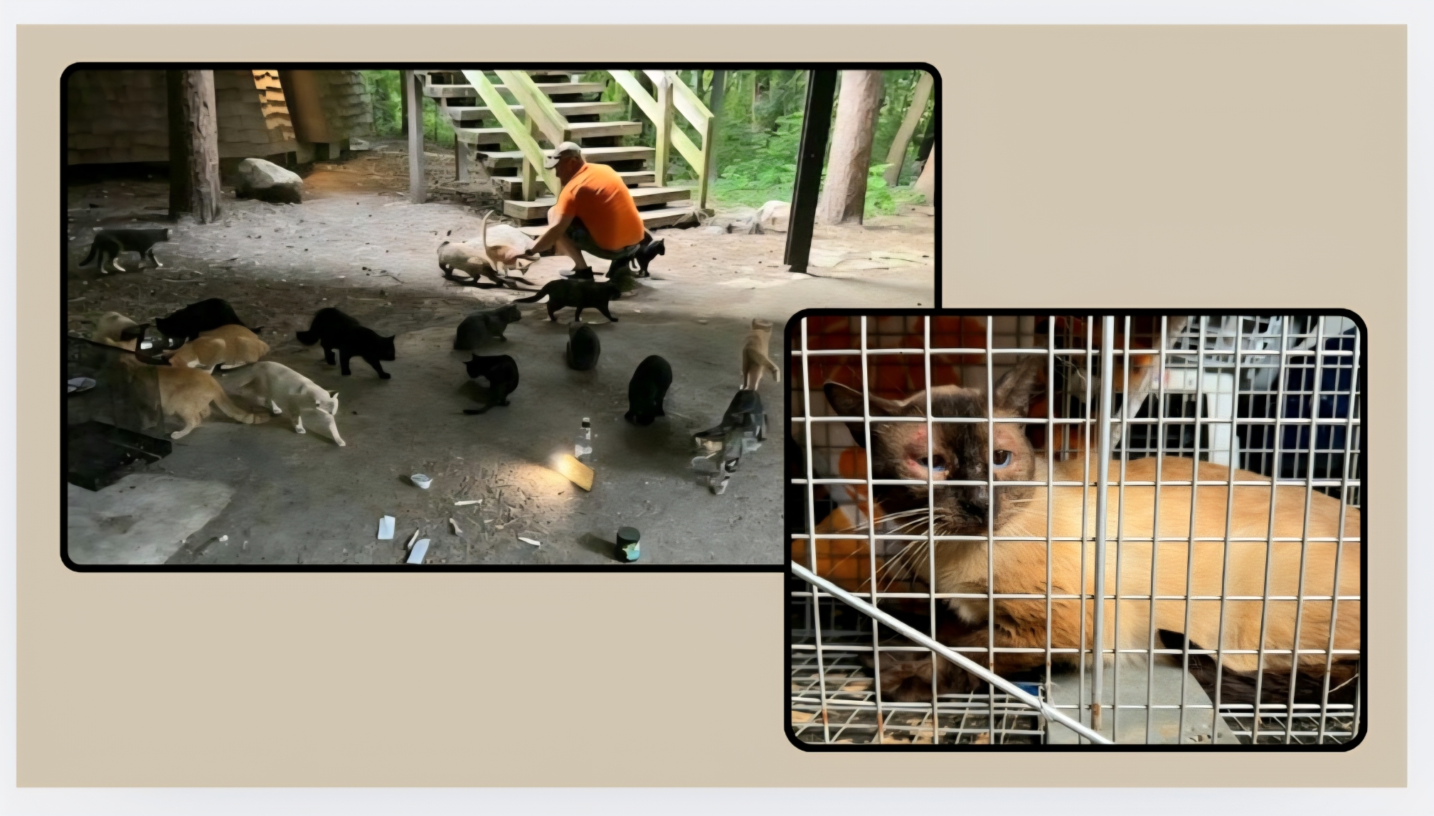 Wisconsin Rescuers Rally to Save Close to 50 Cats from Neglect - Civic ...