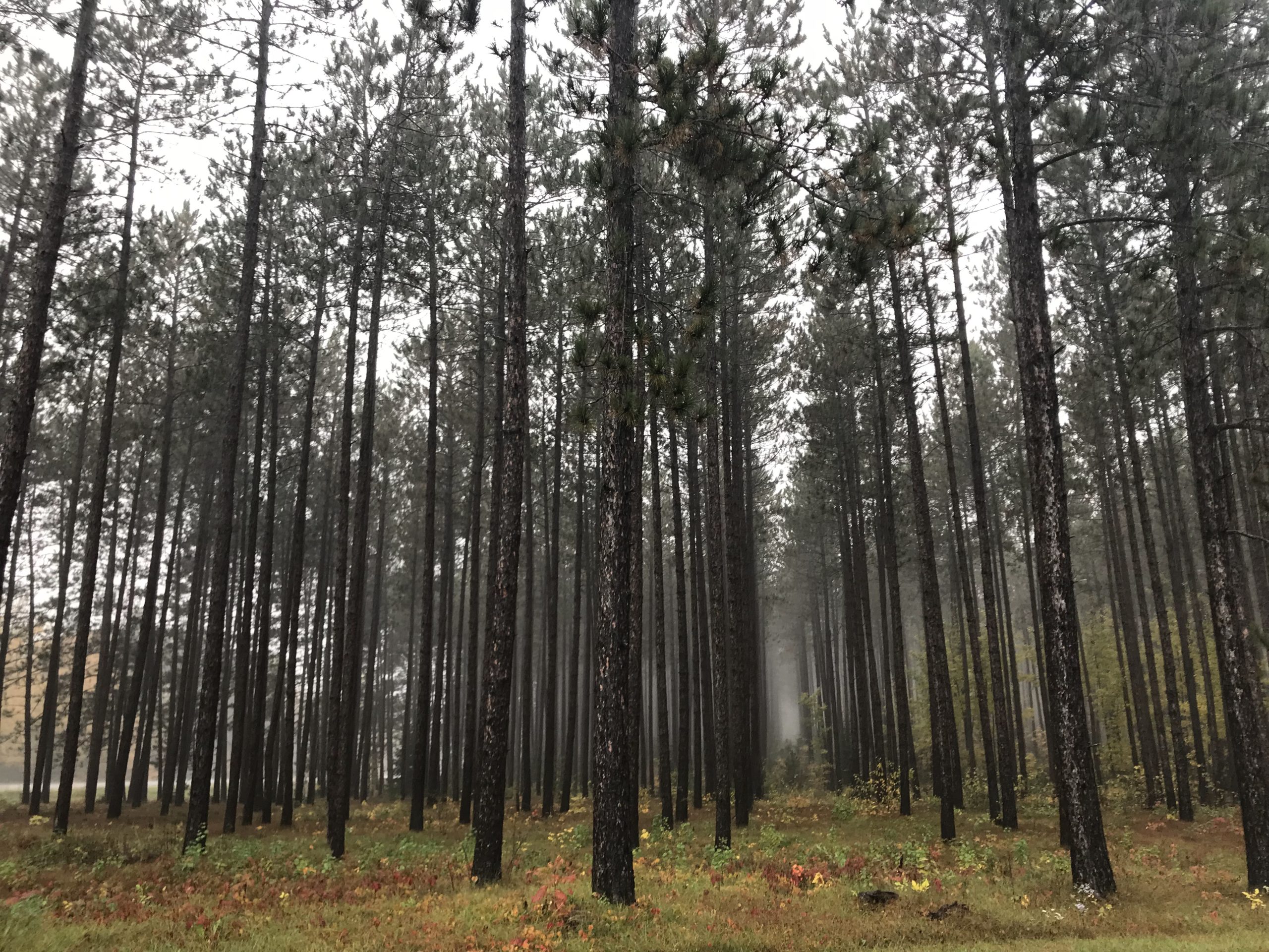 Lawmakers introduce bill to "revitalize" Northwoods forestry - Civic Media