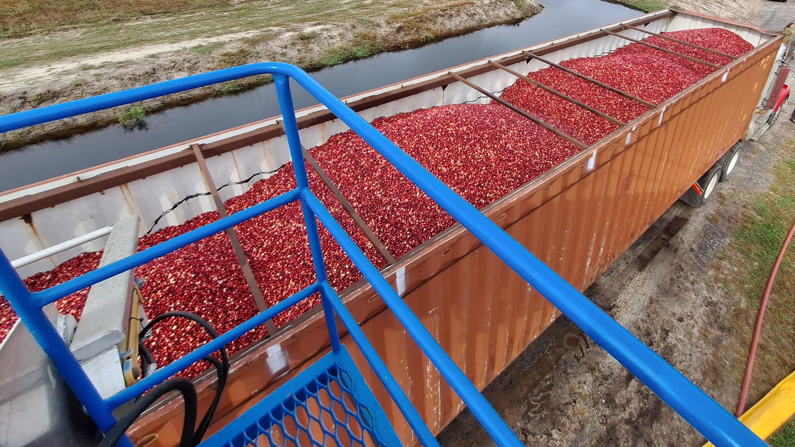 Wisconsin's cranberry harvest