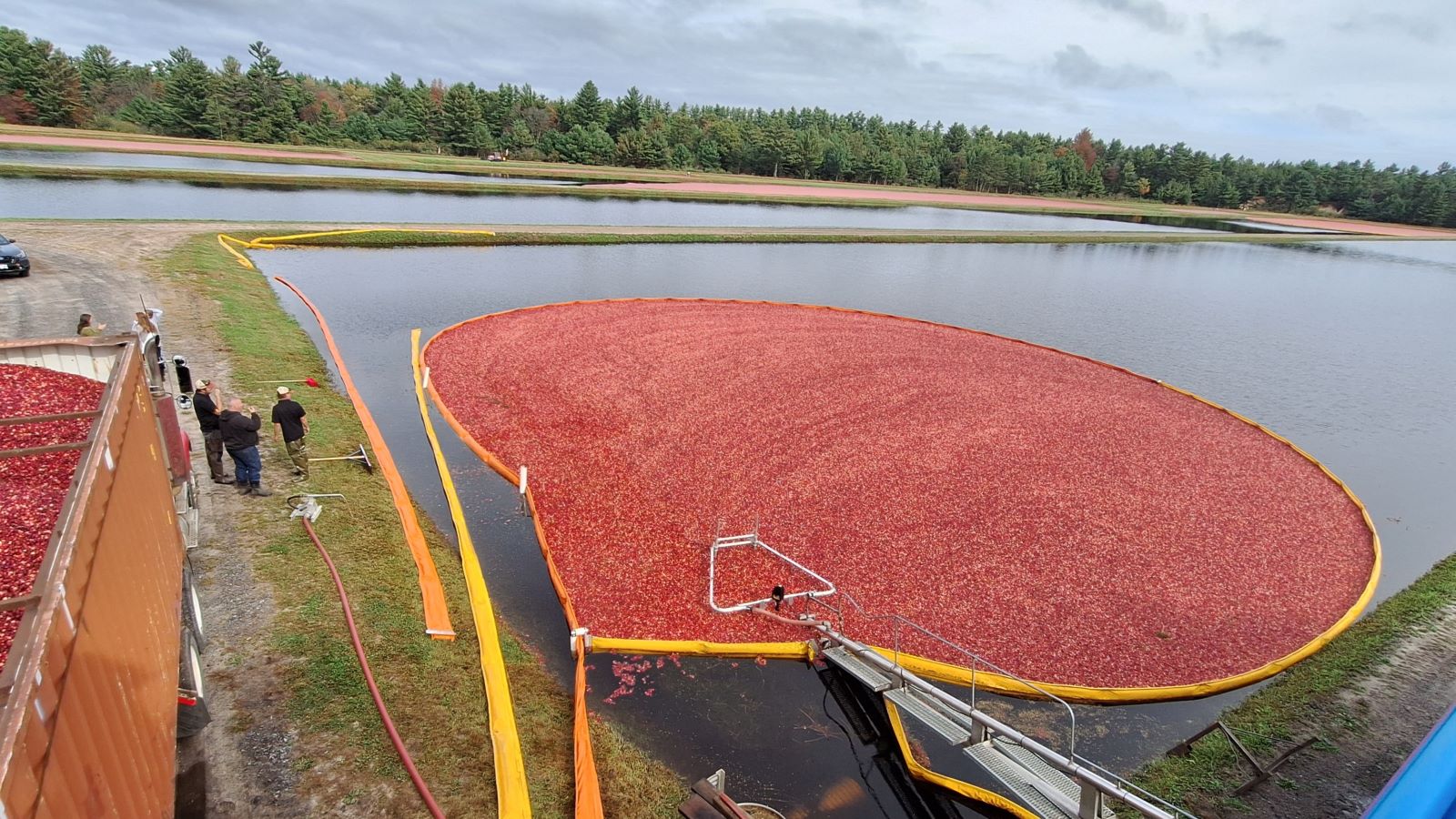 Climate is Affecting Cranberry Production