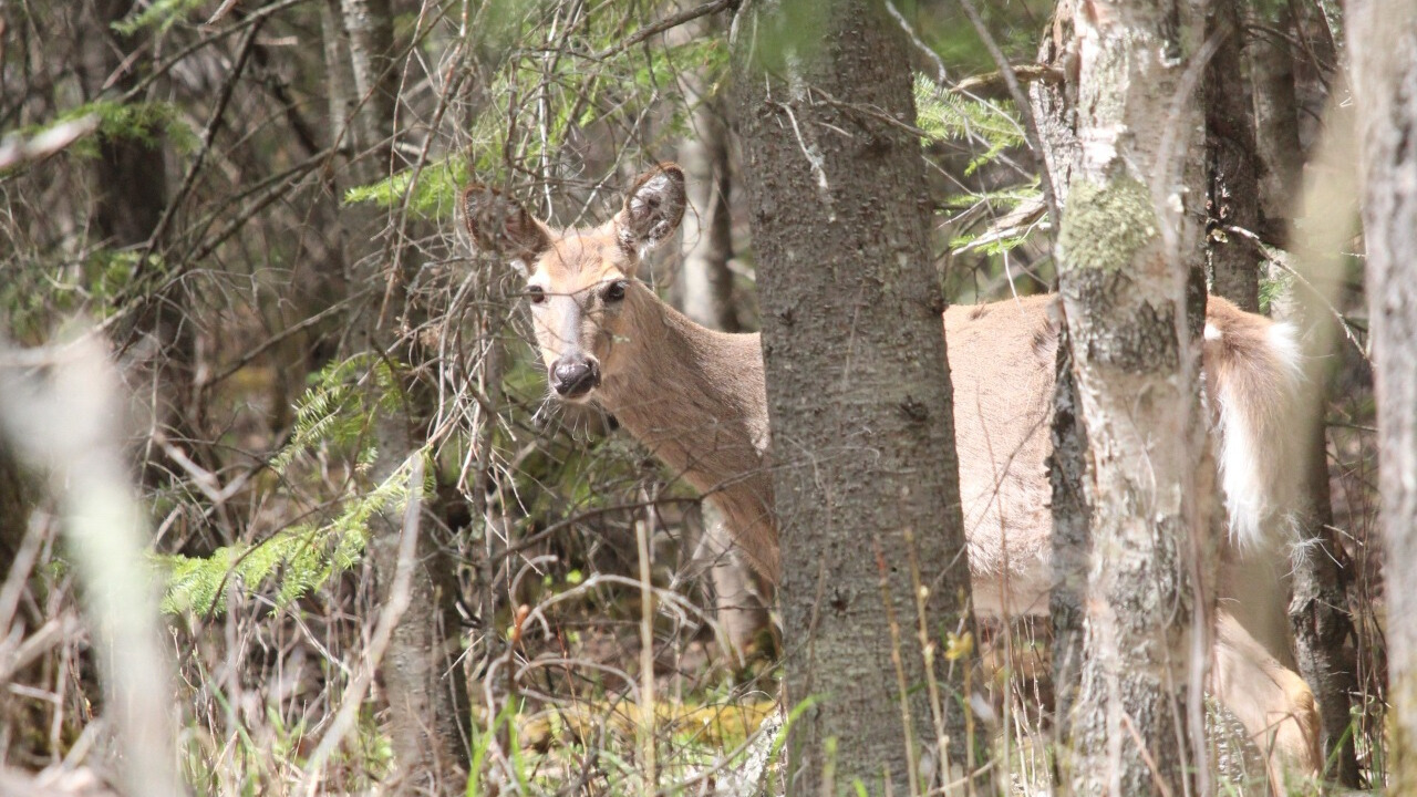 DNR reminds hunters to review updated deer management map - WRCO ...