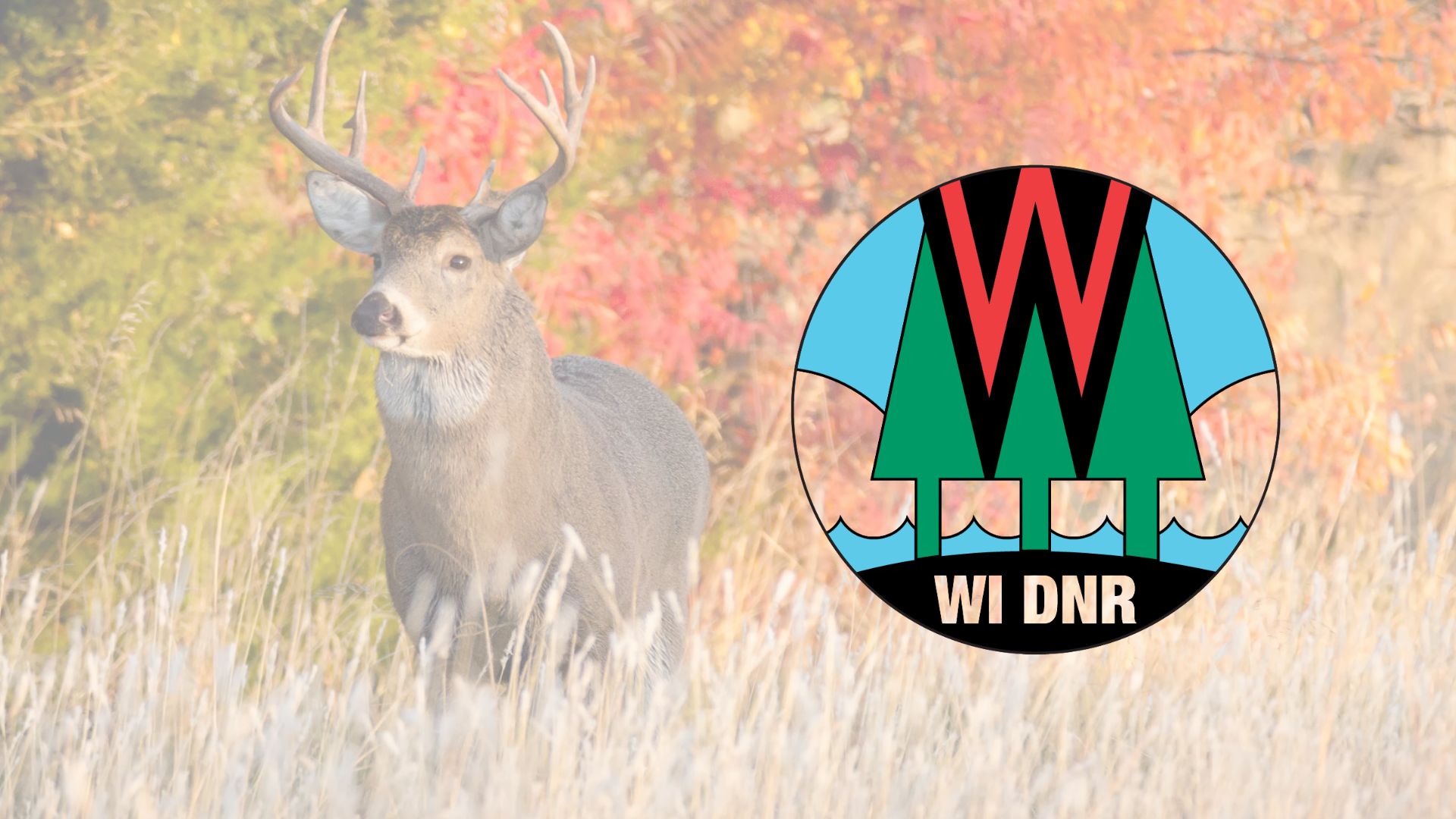 As Wisconsin’s gun deer season approaches, DNR says deer population has ...